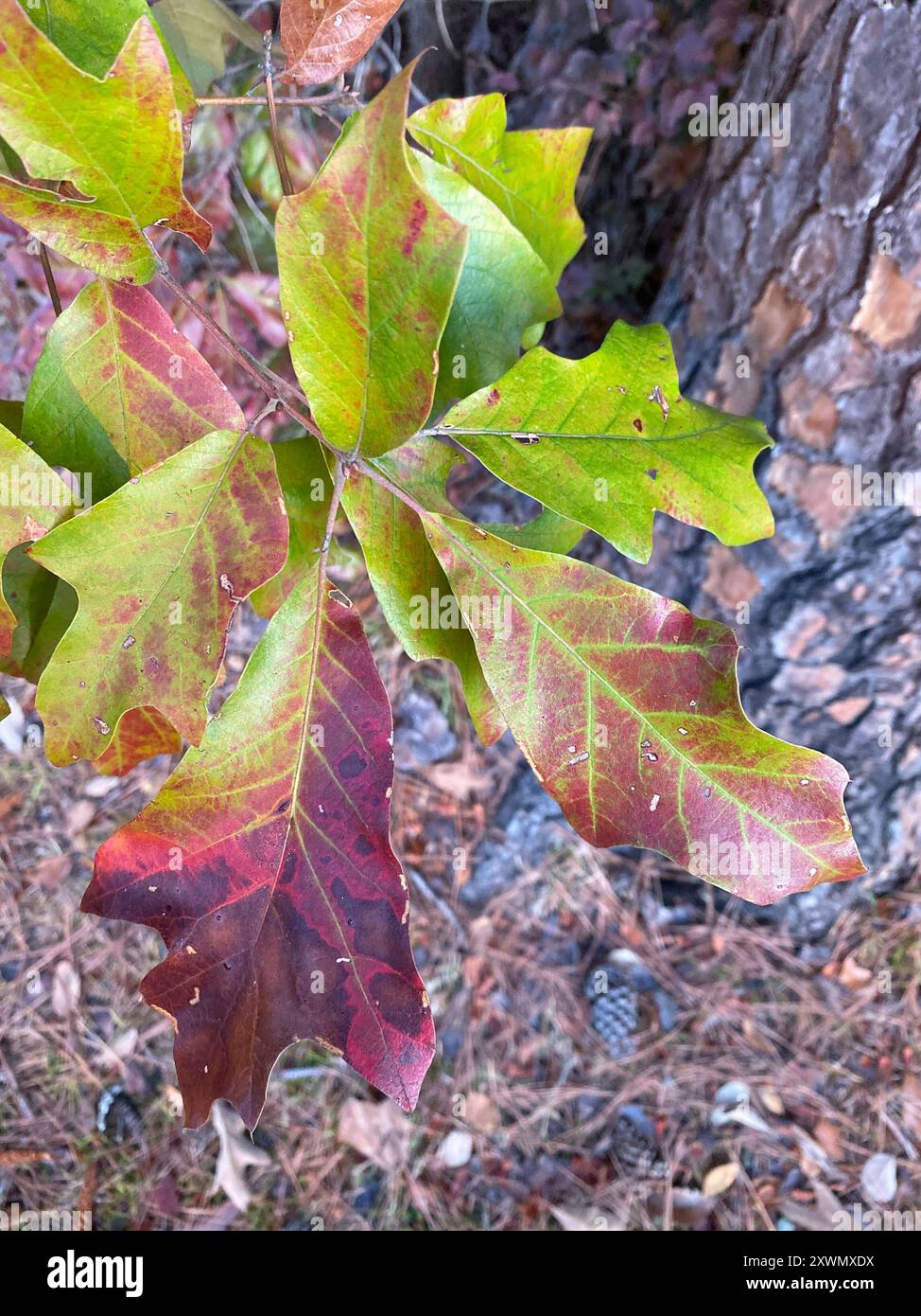 southern red oak (Quercus falcata) Plantae Stock Photo - Alamy
