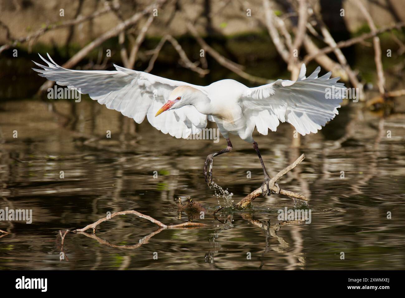Cattle Egret with its wings spread, searching for nesting material in ...