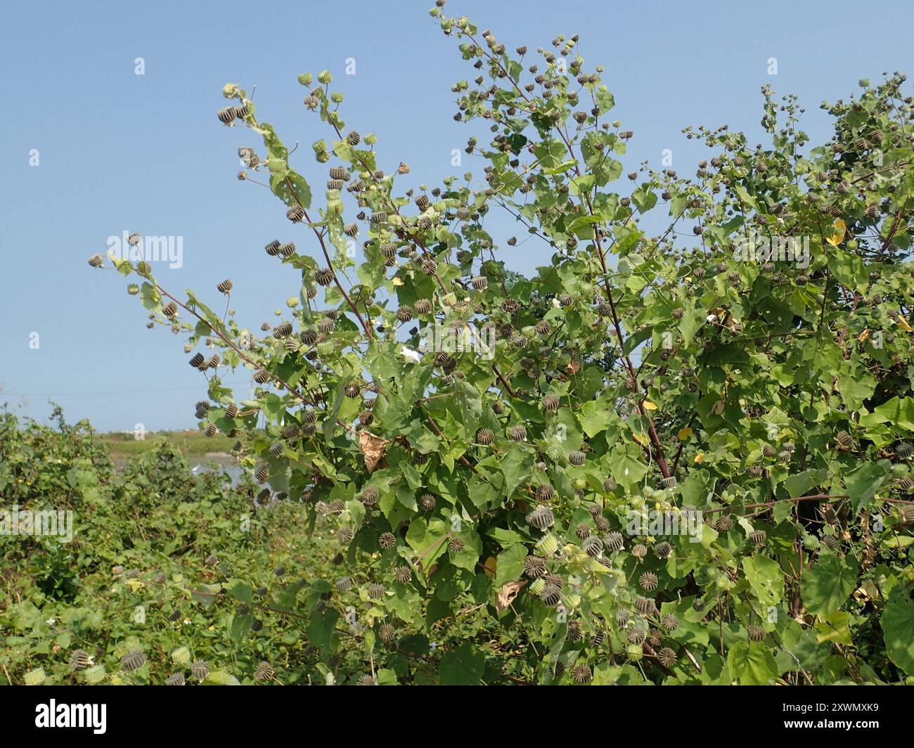 Indian Mallow (Abutilon indicum) Plantae Stock Photo - Alamy