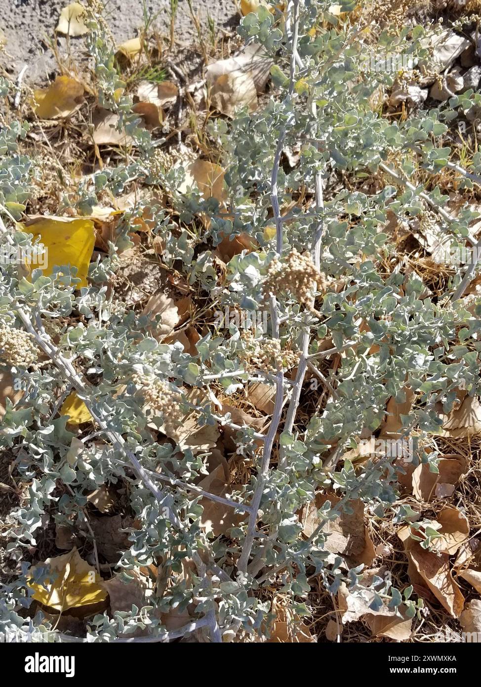 big saltbush (Atriplex lentiformis) Plantae Stock Photo - Alamy