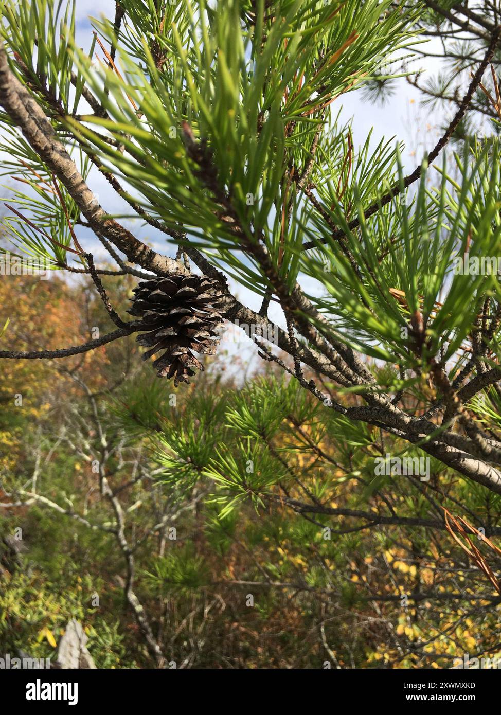 Table Mountain pine (Pinus pungens) Plantae Stock Photo - Alamy