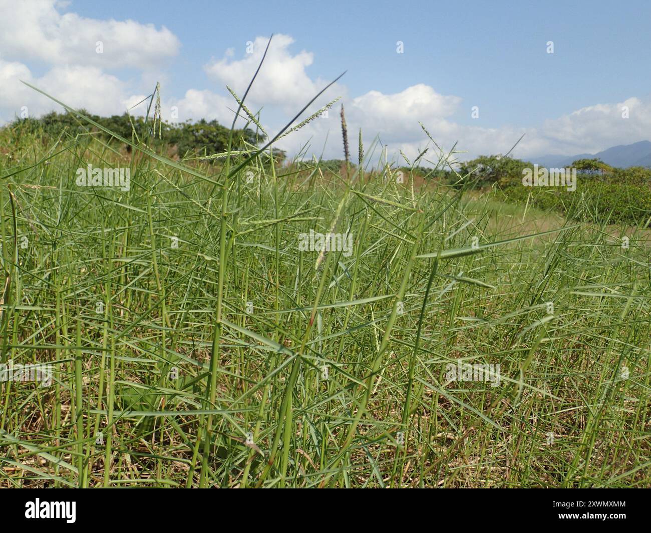 seashore paspalum (Paspalum vaginatum) Plantae Stock Photo - Alamy