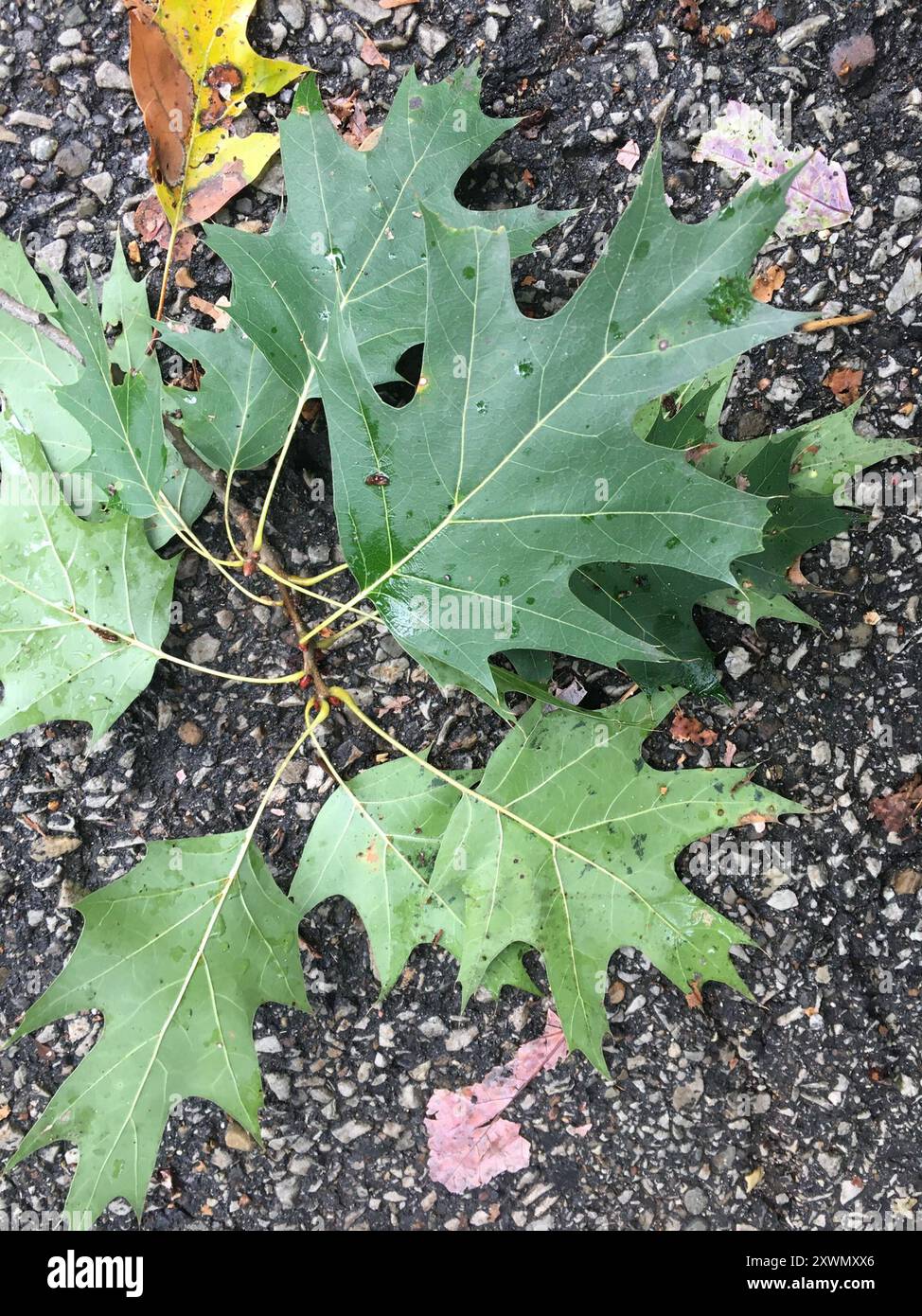 northern red oak (Quercus rubra) Plantae Stock Photo - Alamy
