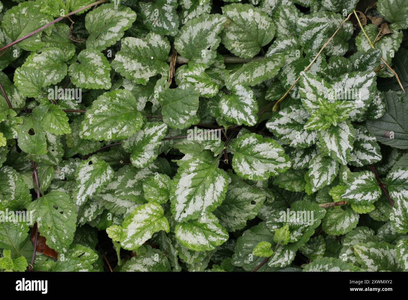 Variegated Yellow Archangel (Lamium galeobdolon argentatum) Plantae ...