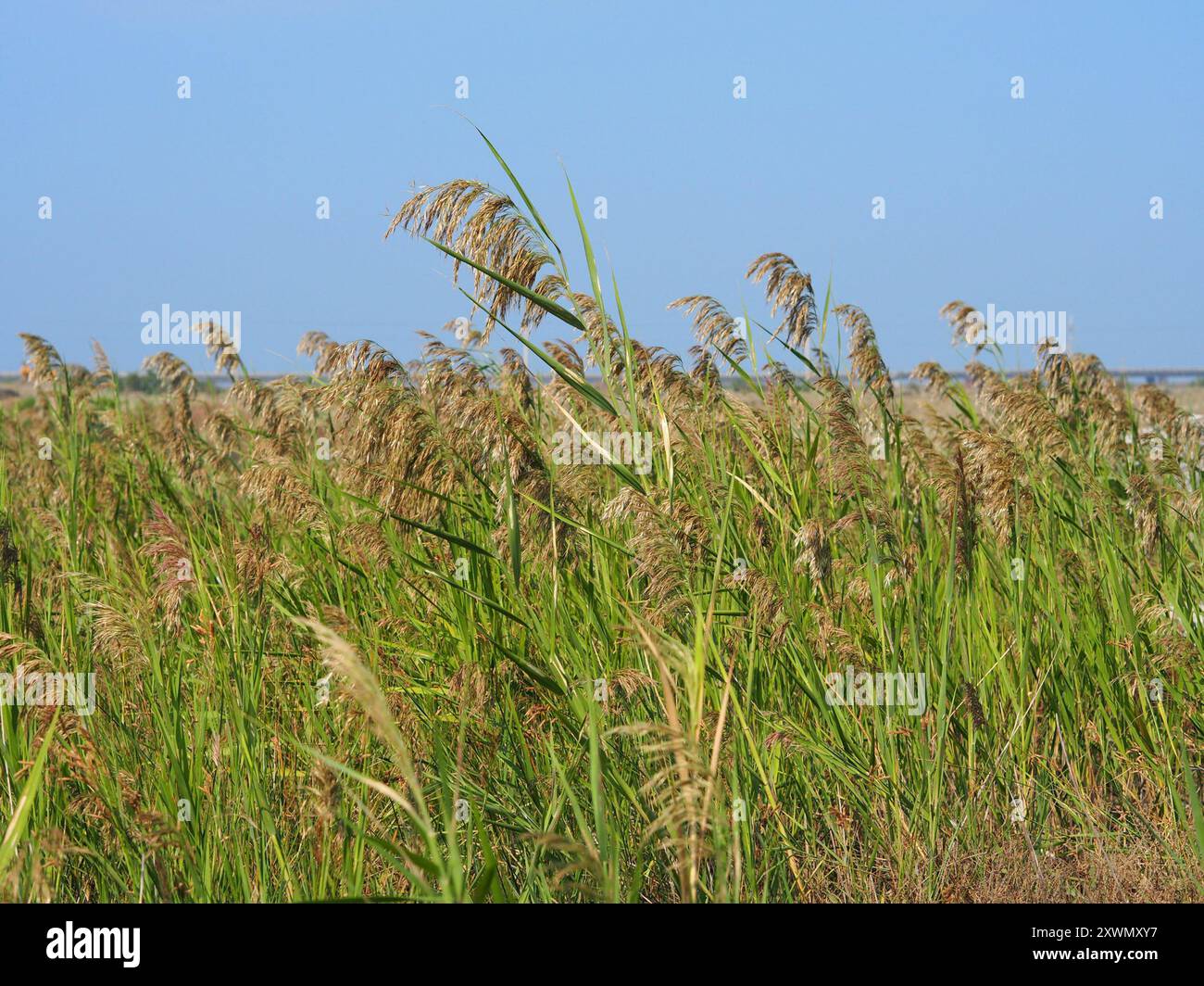common reed (Phragmites australis) Plantae Stock Photo - Alamy