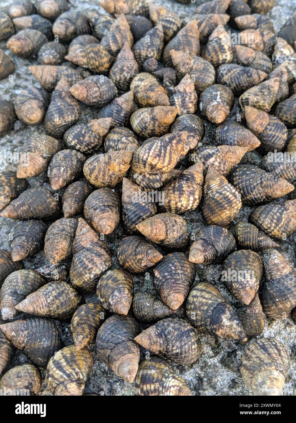 Tropical Periwinkle (Planaxis sulcatus) Mollusca Stock Photo - Alamy