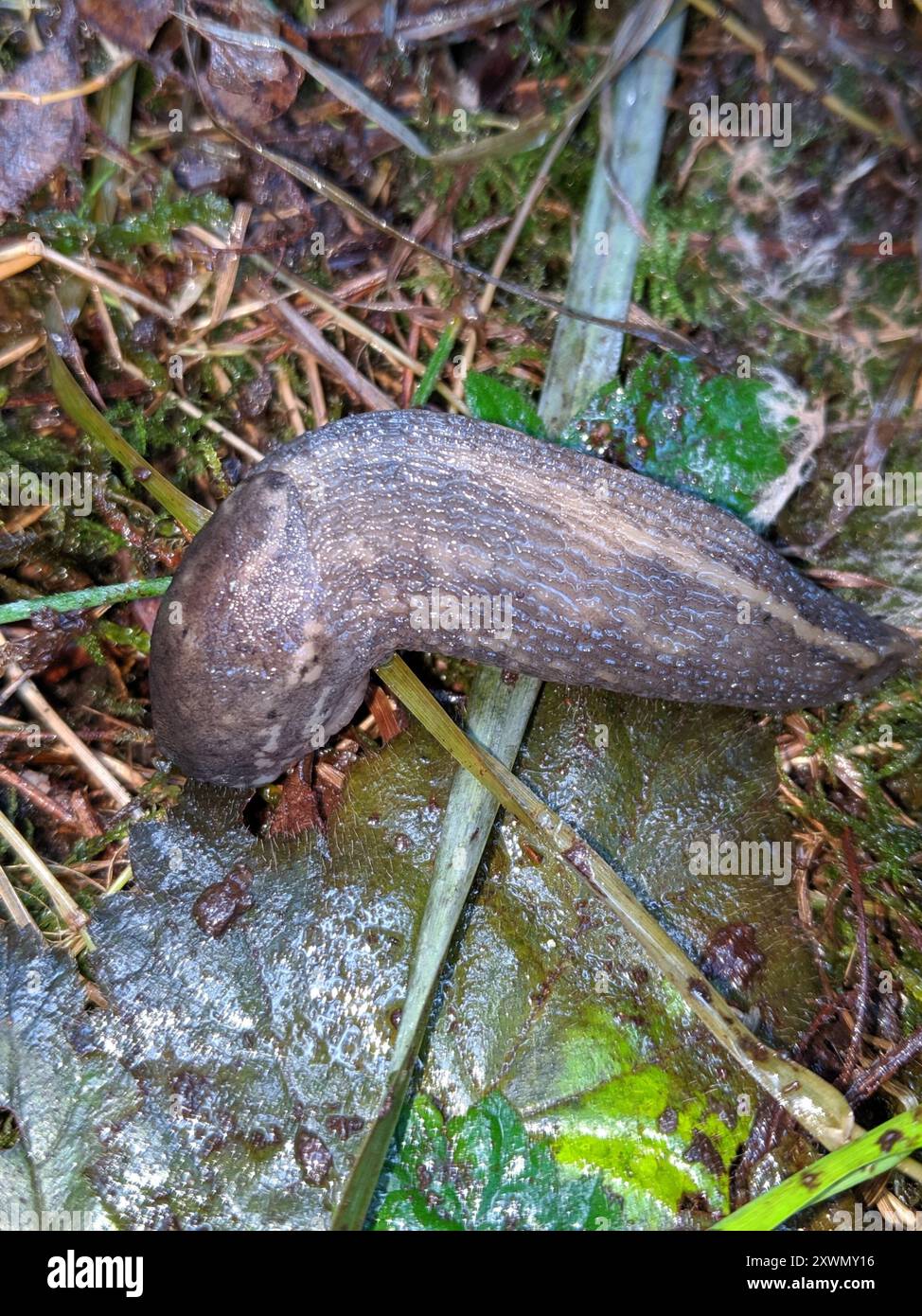 Leopard Slug (Limax maximus) Mollusca Stock Photo - Alamy