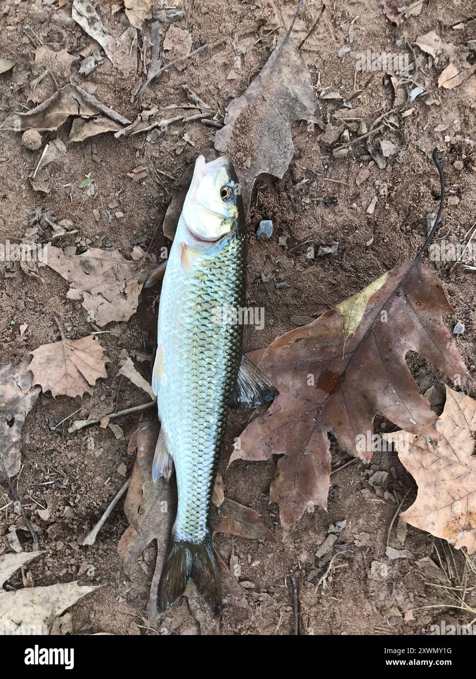 Fallfish (Semotilus corporalis) Actinopterygii Stock Photo - Alamy