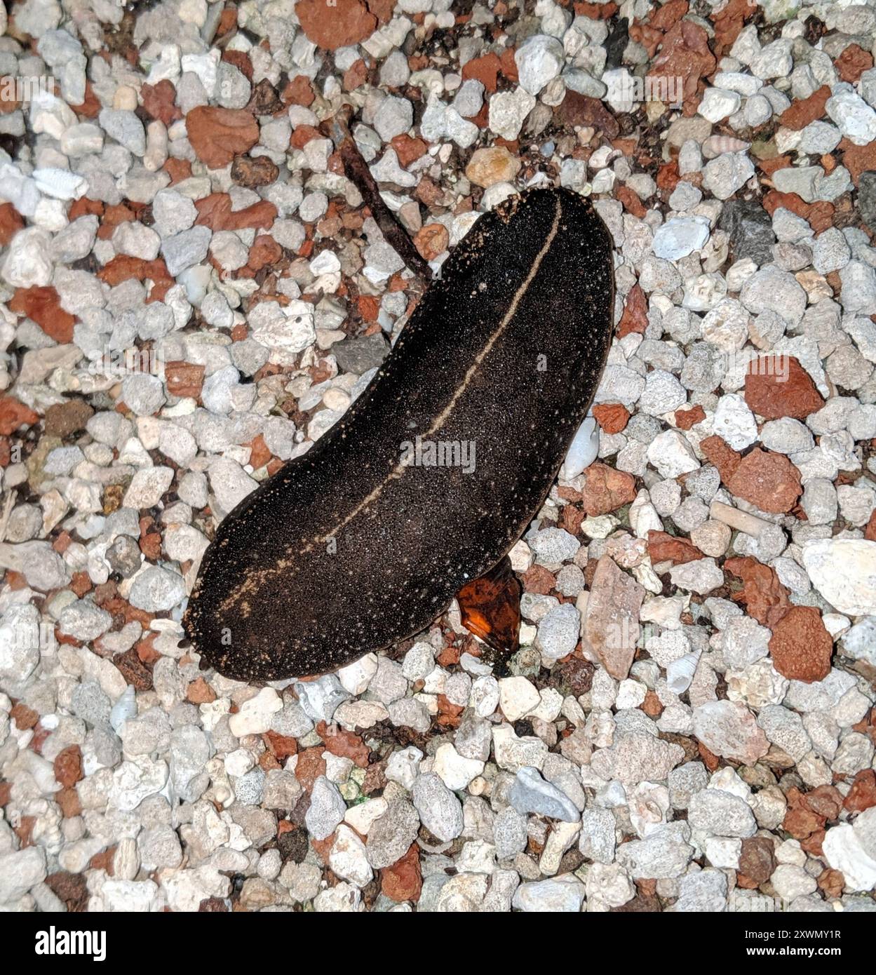 Tropical leatherleaf hi-res stock photography and images - Alamy