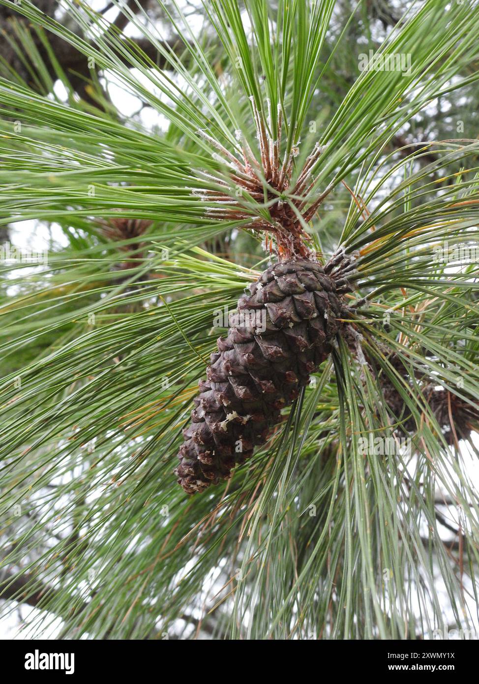 Montezuma pine (Pinus montezumae) Plantae Stock Photo - Alamy