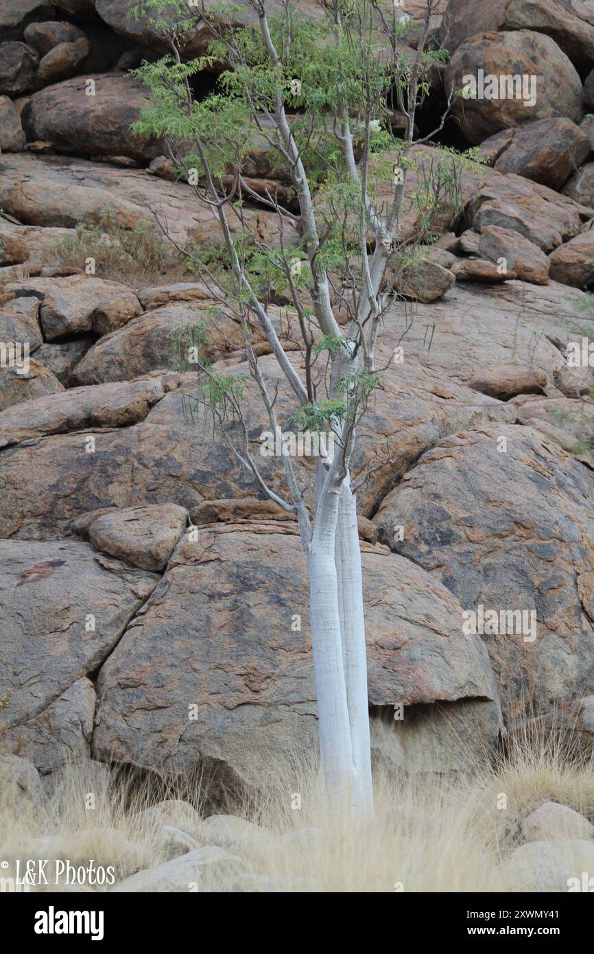 African Moringa (Moringa ovalifolia) Plantae Stock Photo - Alamy