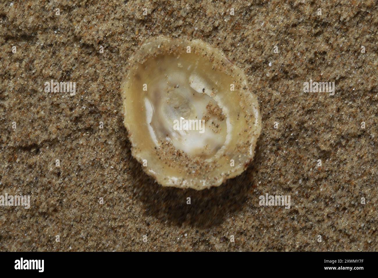 Patella Limpets (Patella) Mollusca Stock Photo - Alamy