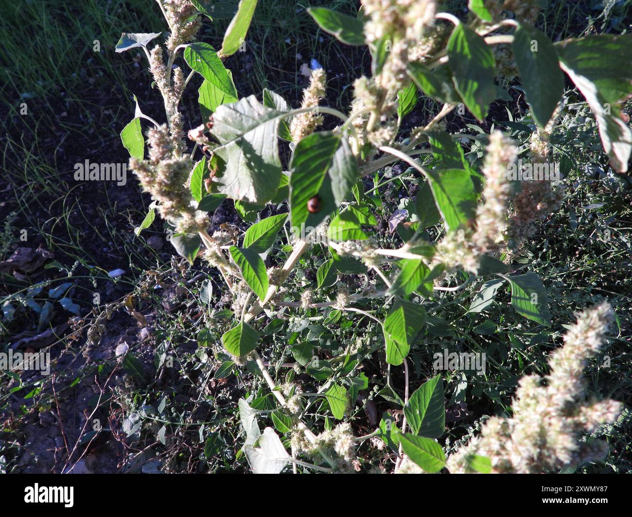 Redroot Amaranth (Amaranthus retroflexus) Plantae Stock Photo - Alamy