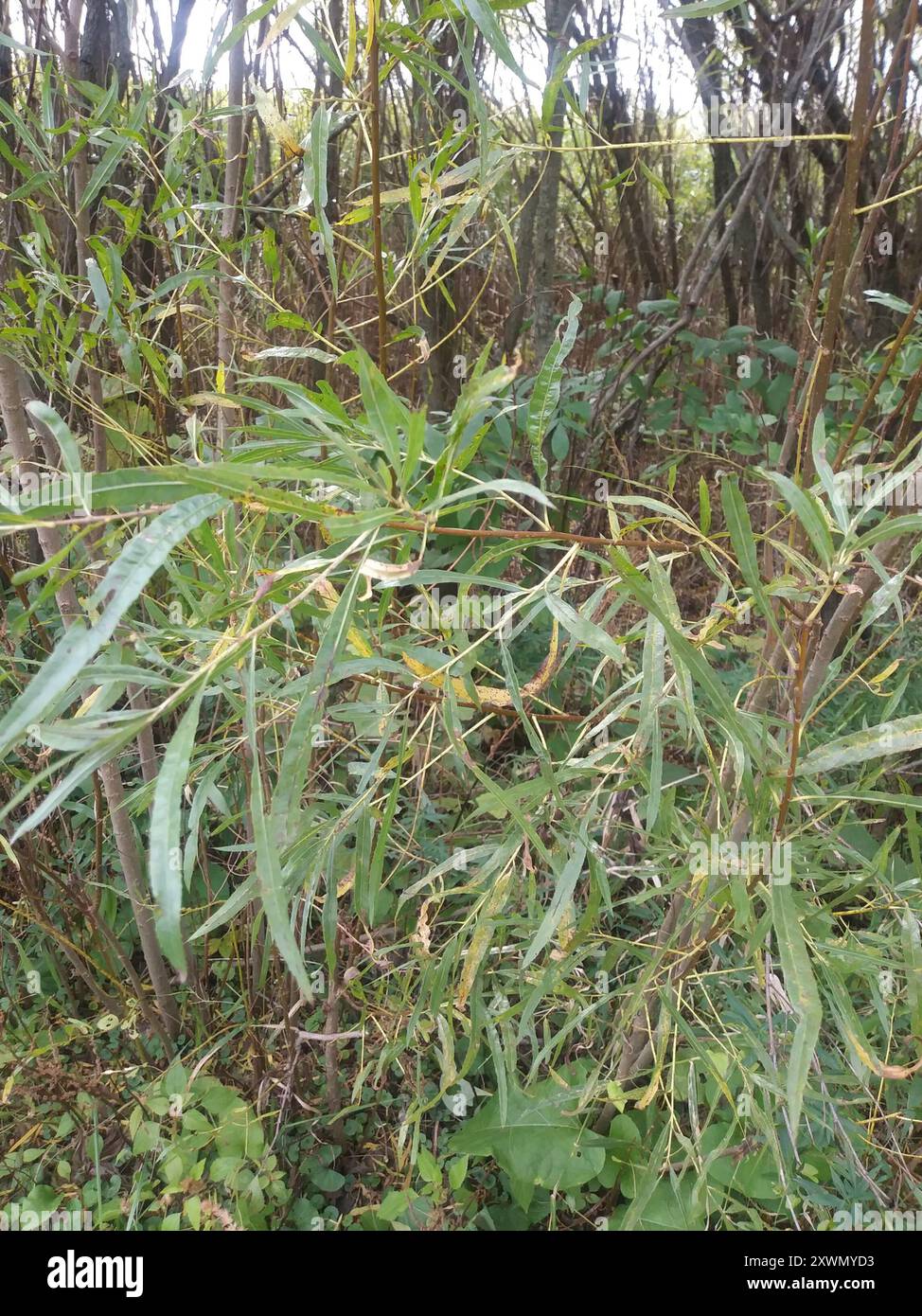 interior sandbar willow (Salix interior) Plantae Stock Photo - Alamy
