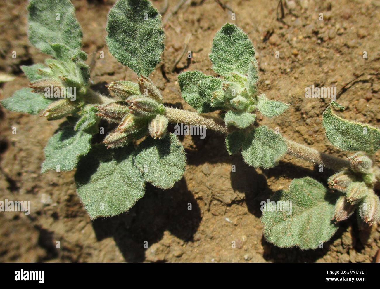 Sweetjuice hi-res stock photography and images - Alamy