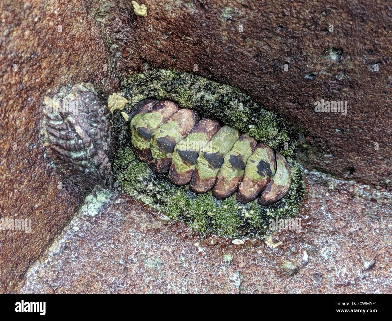 (Acanthopleura gemmata) Mollusca Stock Photo - Alamy