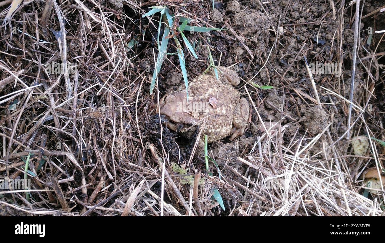 Spiny Toad (Bufo spinosus) Amphibia Stock Photo - Alamy