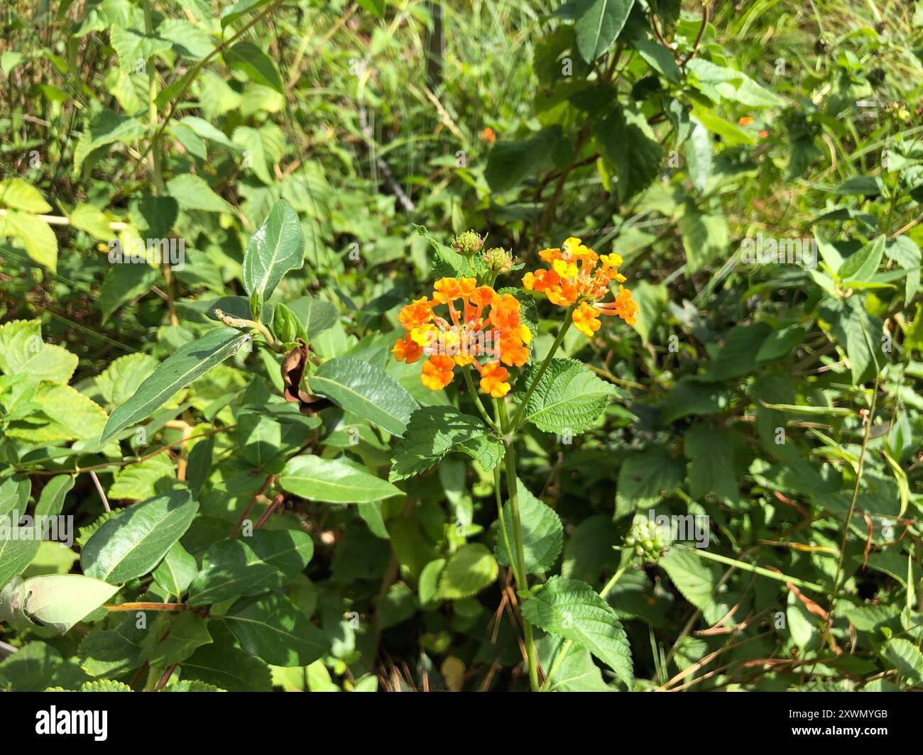 lantanas (Lantana) Plantae Stock Photo - Alamy