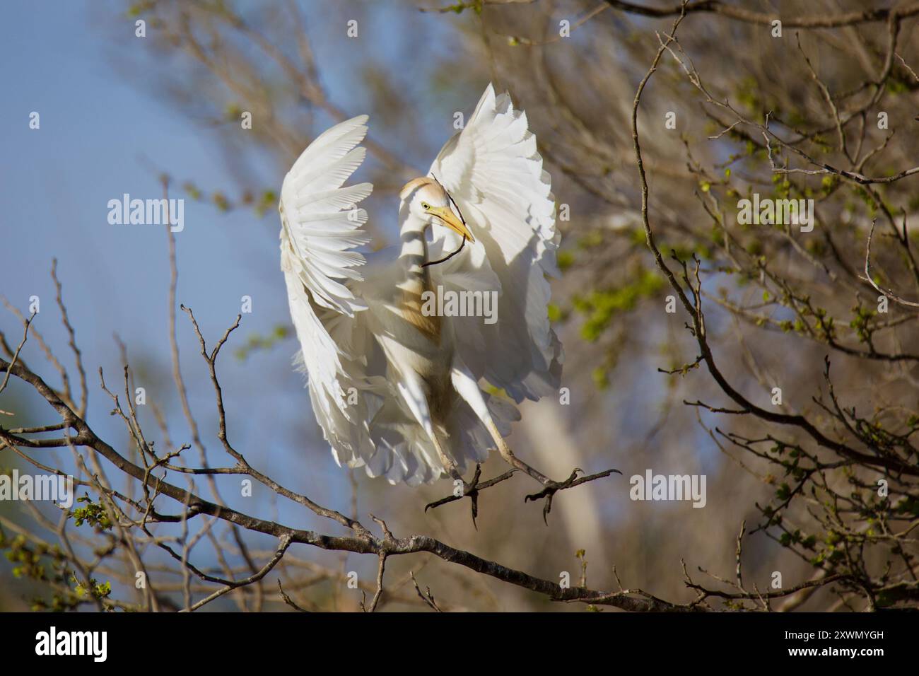 Cattle egret returning to a nesting colony with a stick/nesting ...