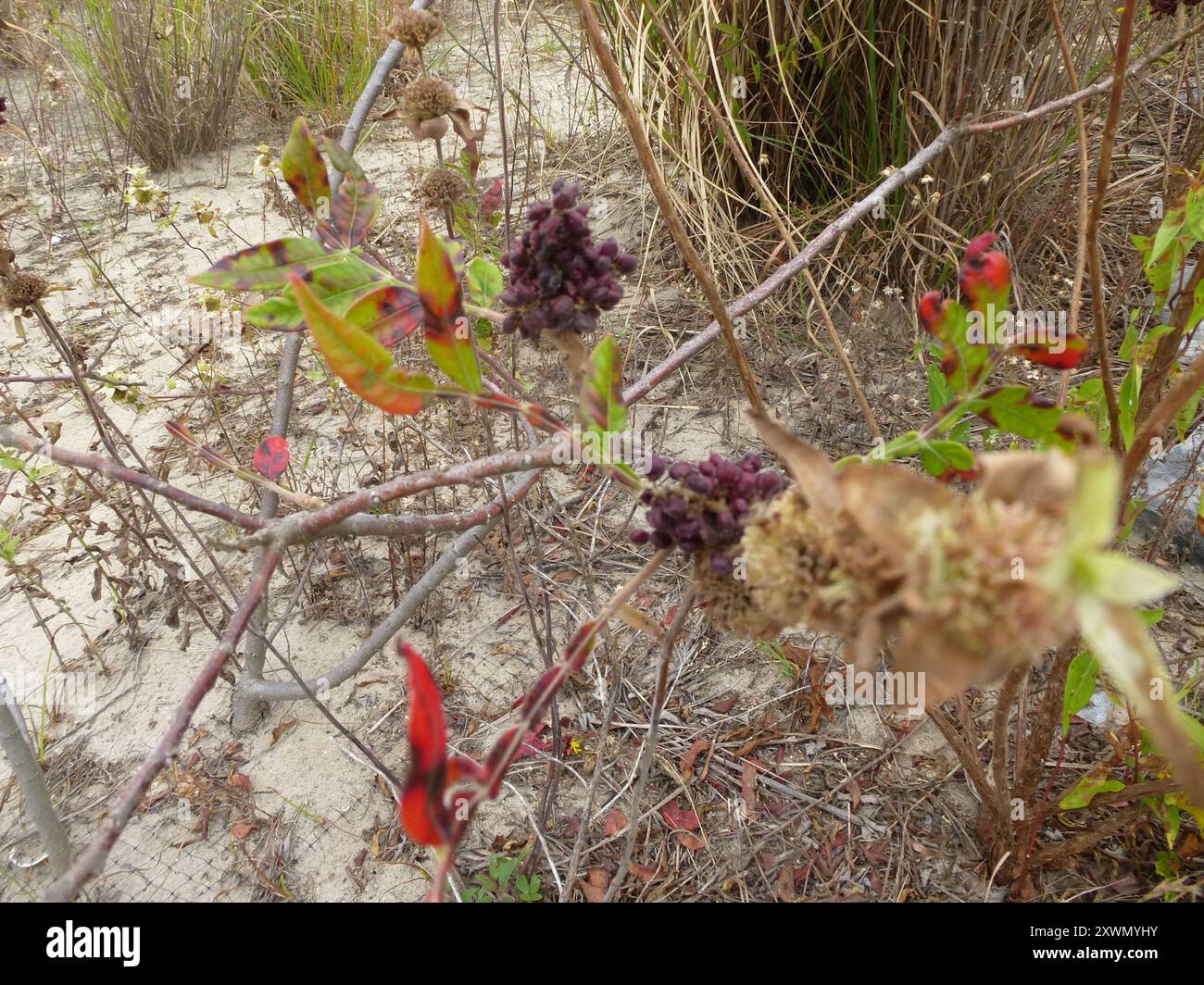 shining sumac (Rhus copallinum) Plantae Stock Photo - Alamy