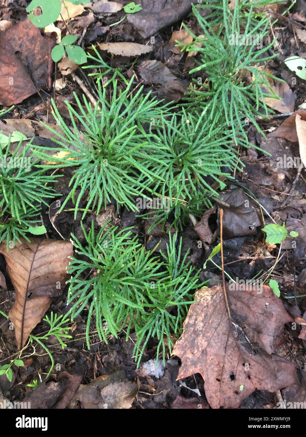 fan clubmoss (Diphasiastrum digitatum) Plantae Stock Photo - Alamy
