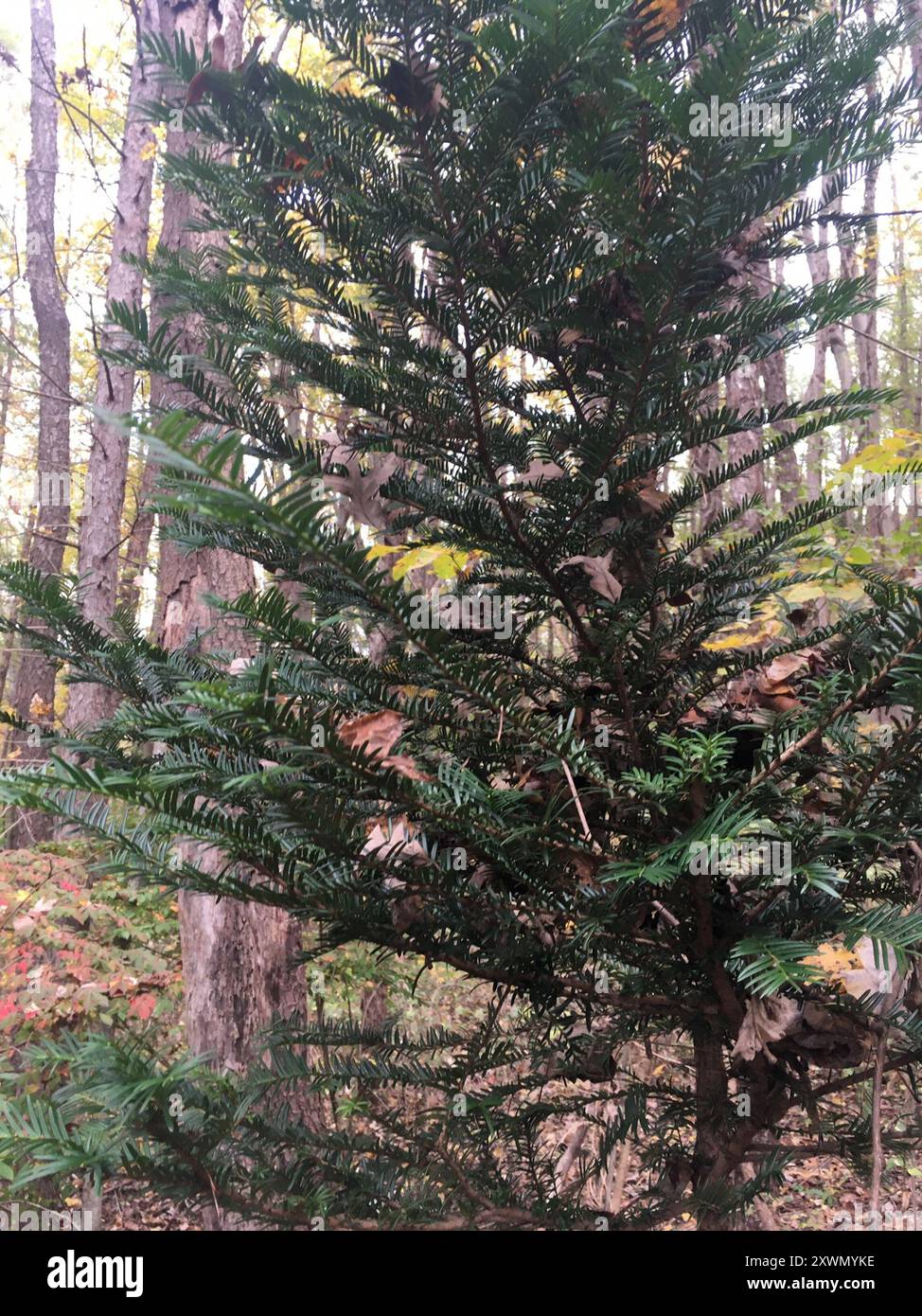 yews (Taxus) Plantae Stock Photo - Alamy