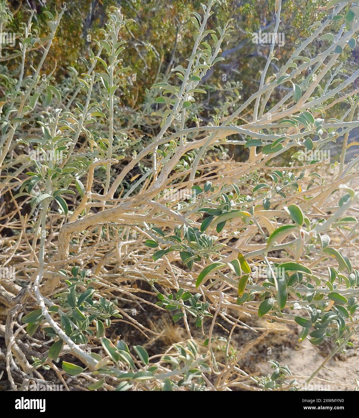 Bladderpod (Cleomella arborea) Plantae Stock Photo - Alamy