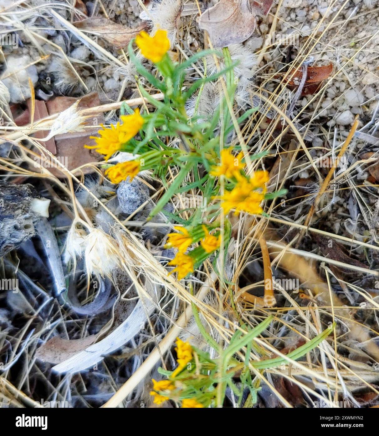 Chinchweed (Pectis papposa) Plantae Stock Photo - Alamy