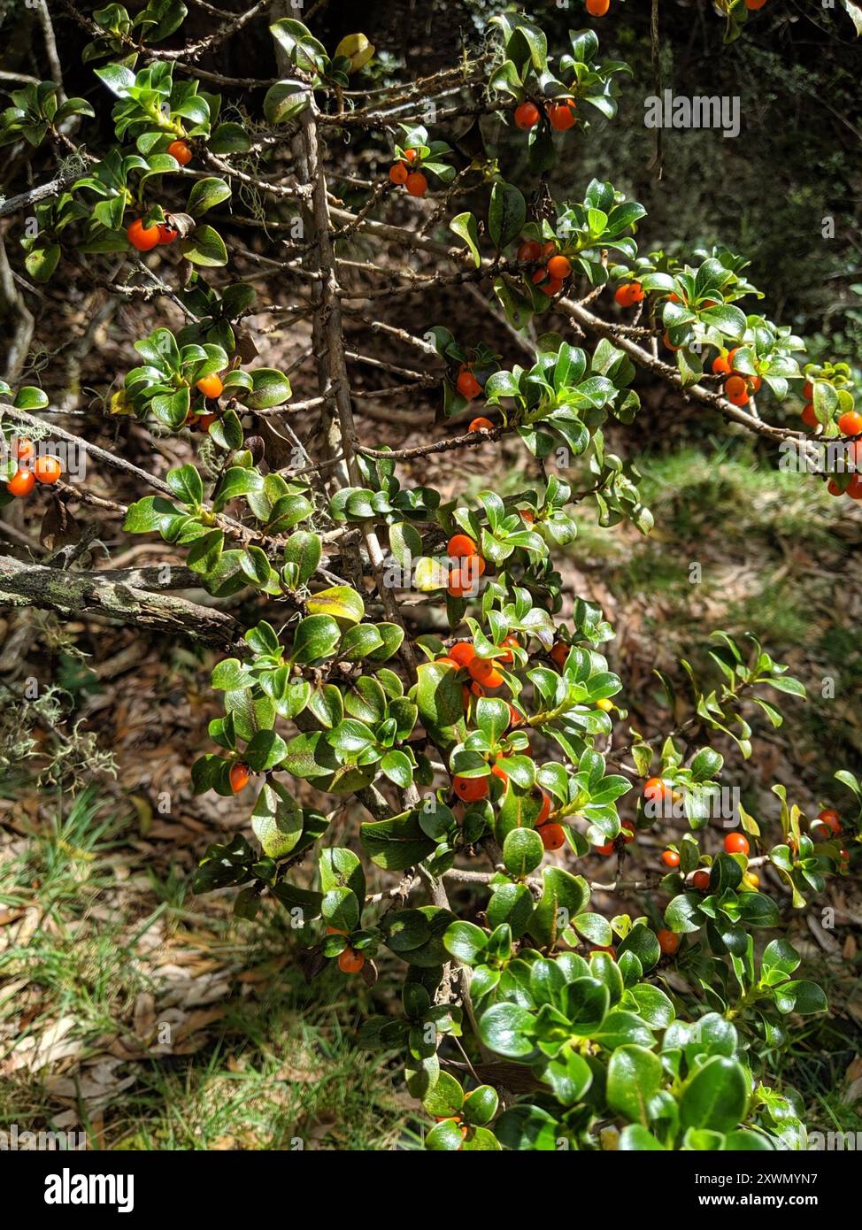 Pilo (Coprosma montana) Plantae Stock Photo - Alamy