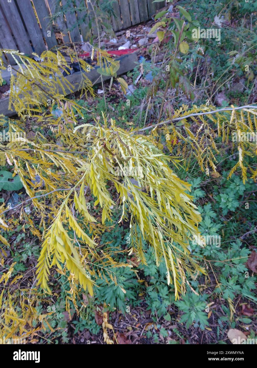 thornless honey locust (Gleditsia triacanthos inermis) Plantae Stock ...