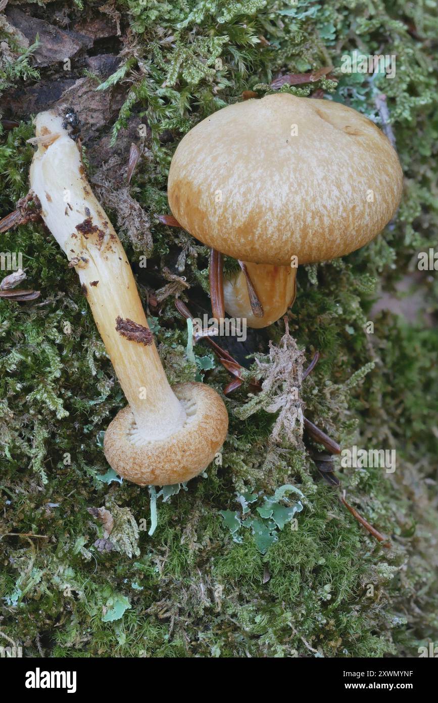 (Tricholomopsis sulfureoides) Fungi Stock Photo - Alamy