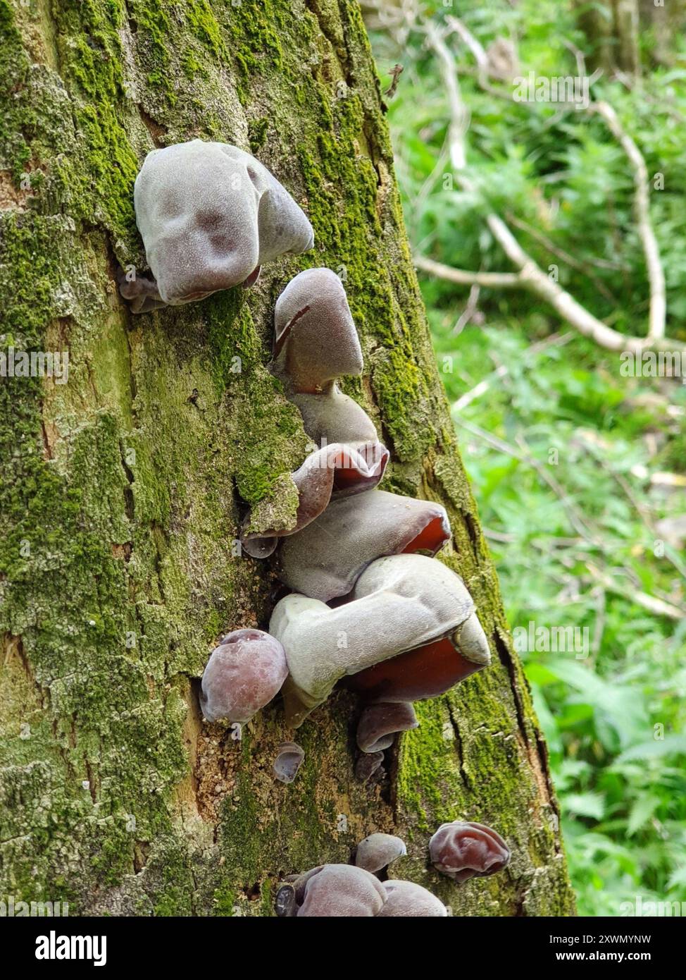 Ear fungus (Auricularia cornea) Fungi Stock Photo - Alamy
