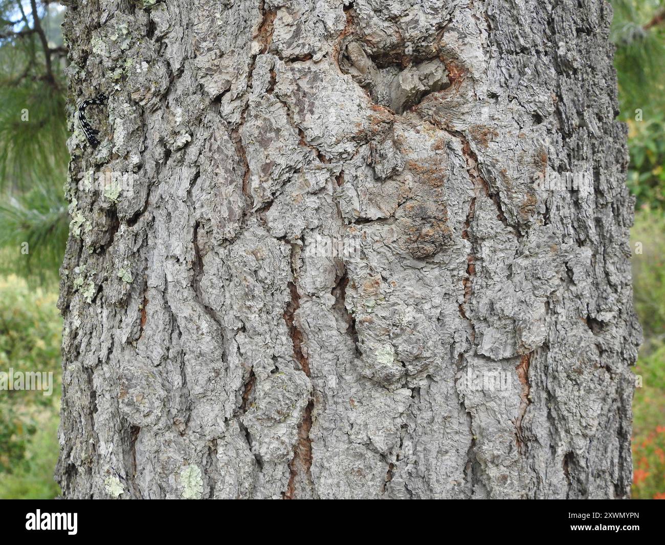 Montezuma pine (Pinus montezumae) Plantae Stock Photo - Alamy