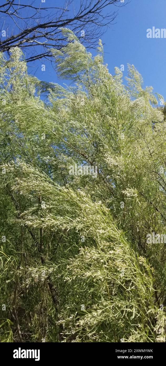 Poverty Weed (Baccharis neglecta) Plantae Stock Photo - Alamy