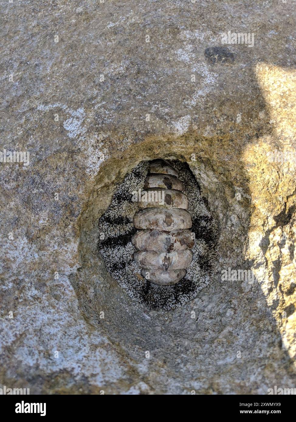 Chitons (Polyplacophora) Mollusca Stock Photo - Alamy