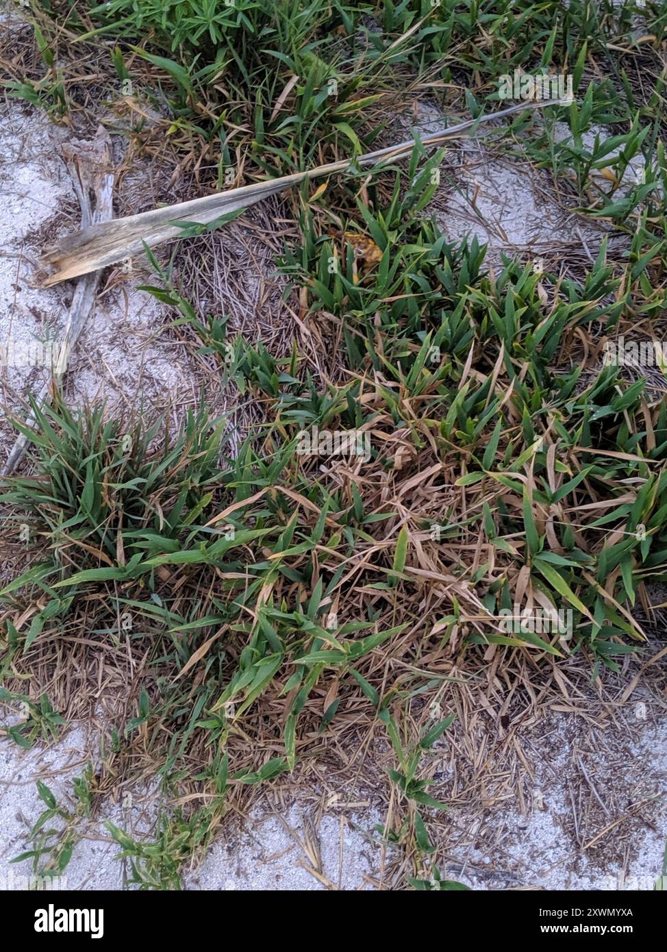 grasses (Poaceae) Plantae Stock Photo - Alamy