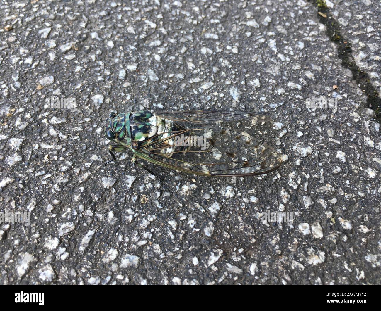 Robust Cicada (Hyalessa maculaticollis) Insecta Stock Photo - Alamy