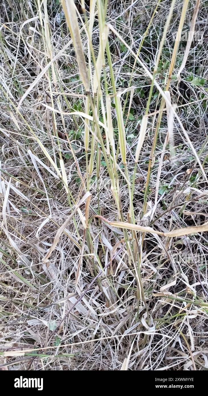 Smilo Grass (Oloptum miliaceum) Plantae Stock Photo - Alamy