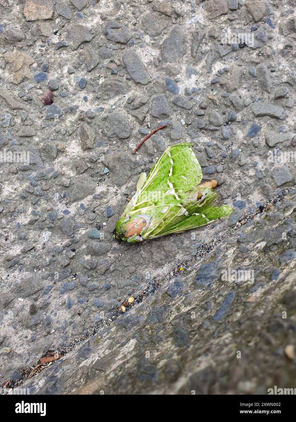 Puriri moth hi-res stock photography and images - Alamy