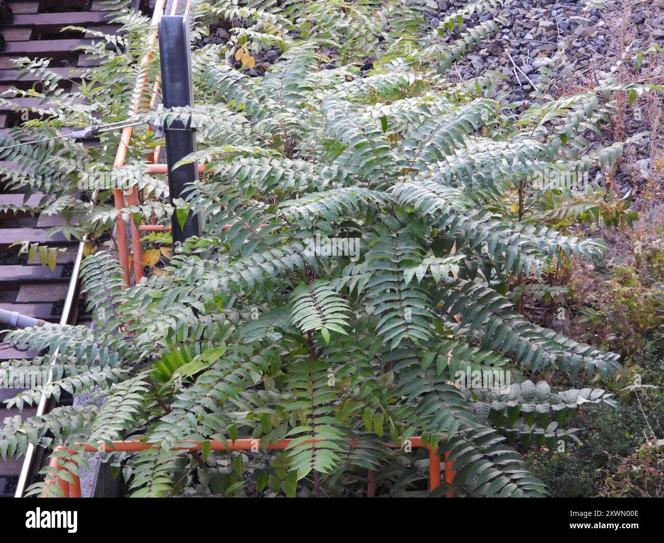 tree-of-heaven (Ailanthus altissima) Plantae Stock Photo - Alamy
