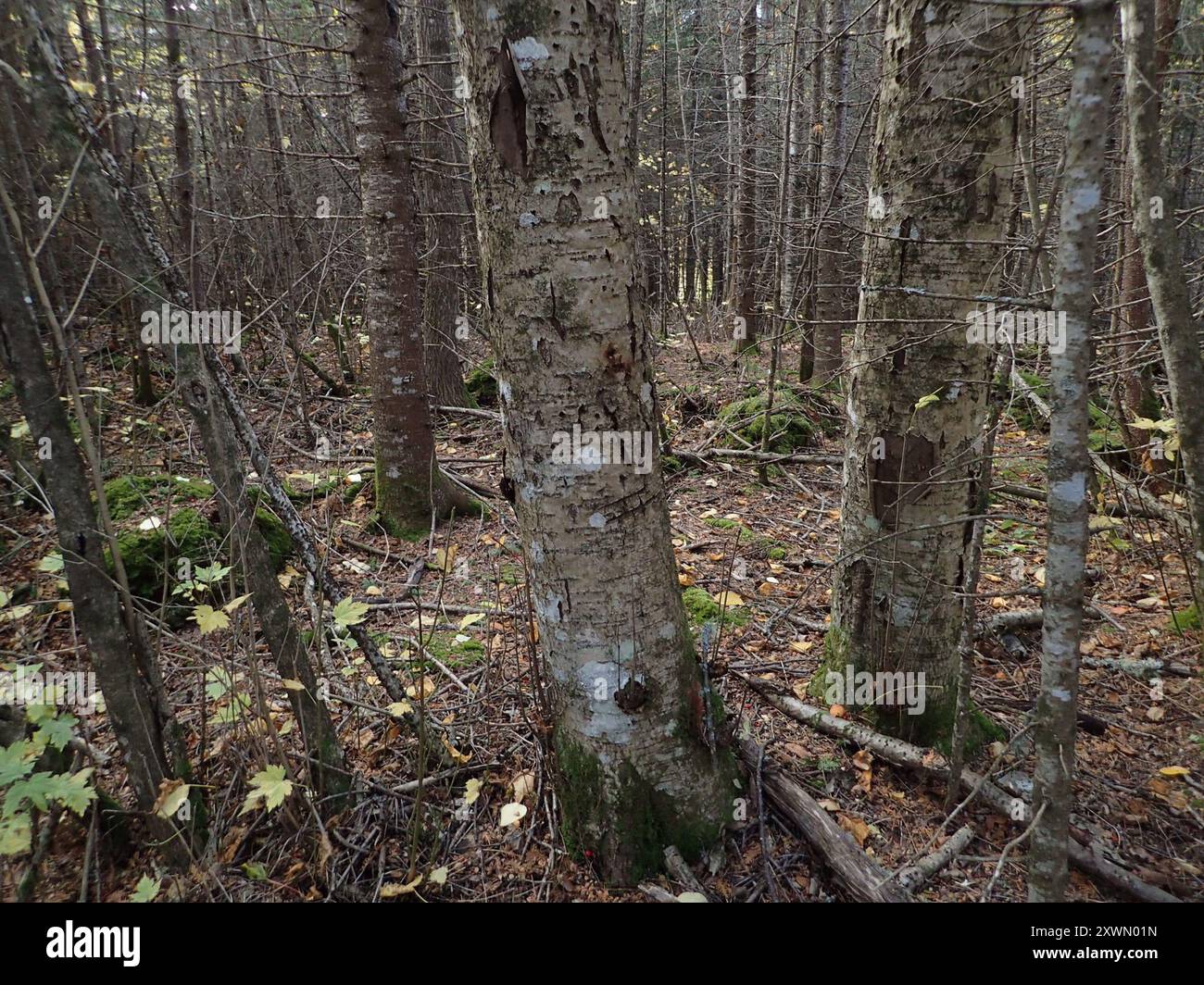 showy mountain-ash (Sorbus decora) Plantae Stock Photo - Alamy