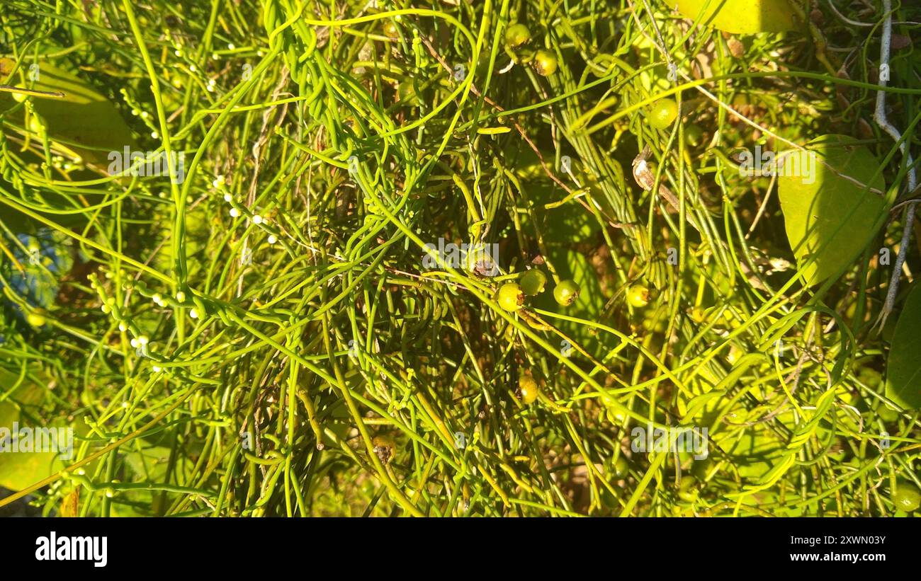 laurel dodder (Cassytha filiformis) Plantae Stock Photo - Alamy