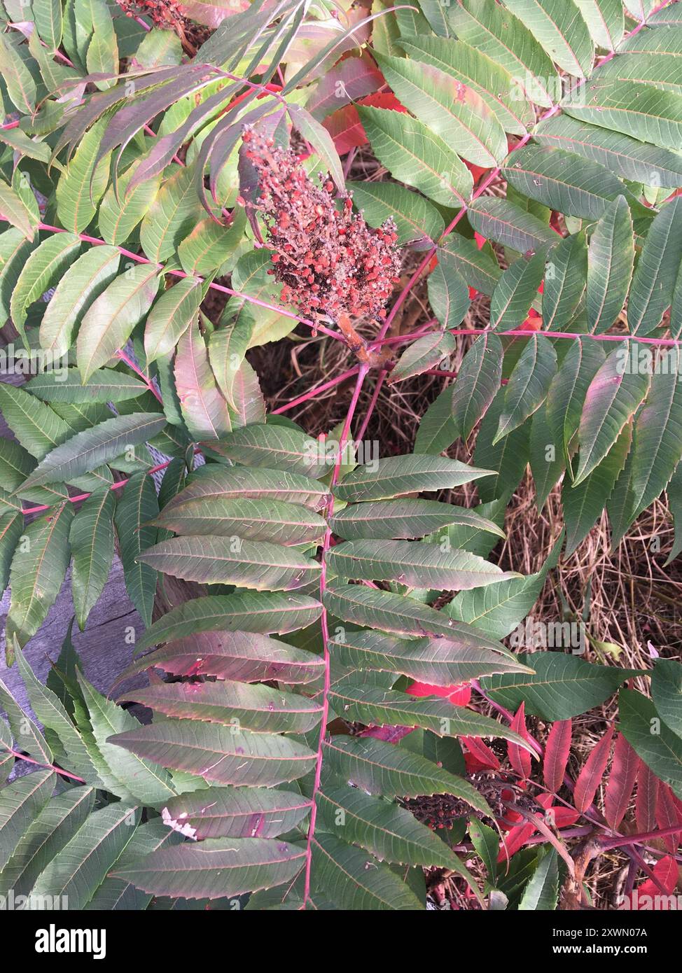 smooth sumac (Rhus glabra) Plantae Stock Photo - Alamy