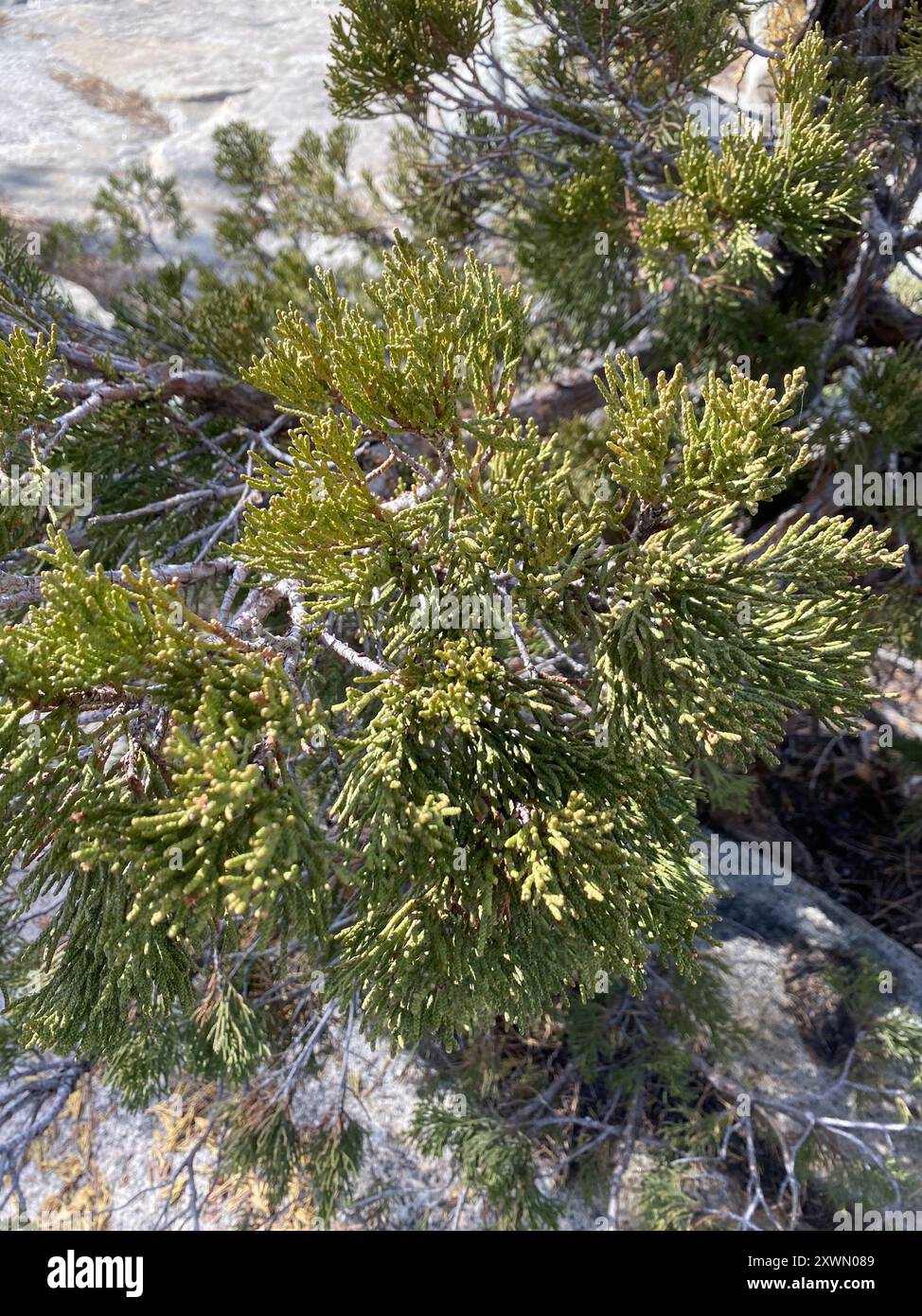 Juniperus grandis hi-res stock photography and images - Alamy