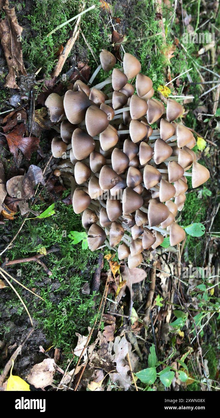 clustered brittlestem (Britzelmayria multipedata) Fungi Stock Photo - Alamy