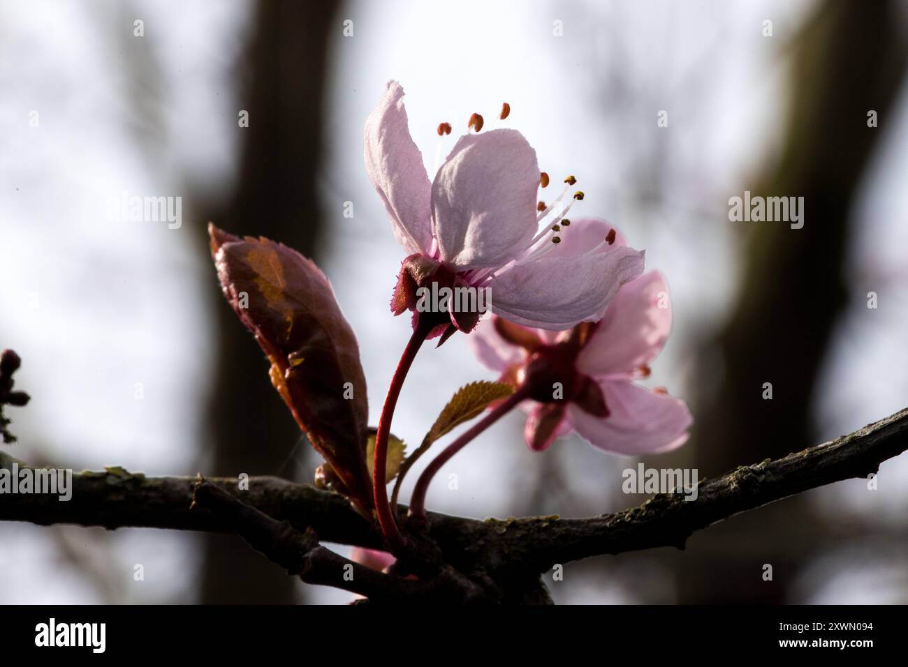Prunus cerasifera nigra hi-res stock photography and images - Alamy