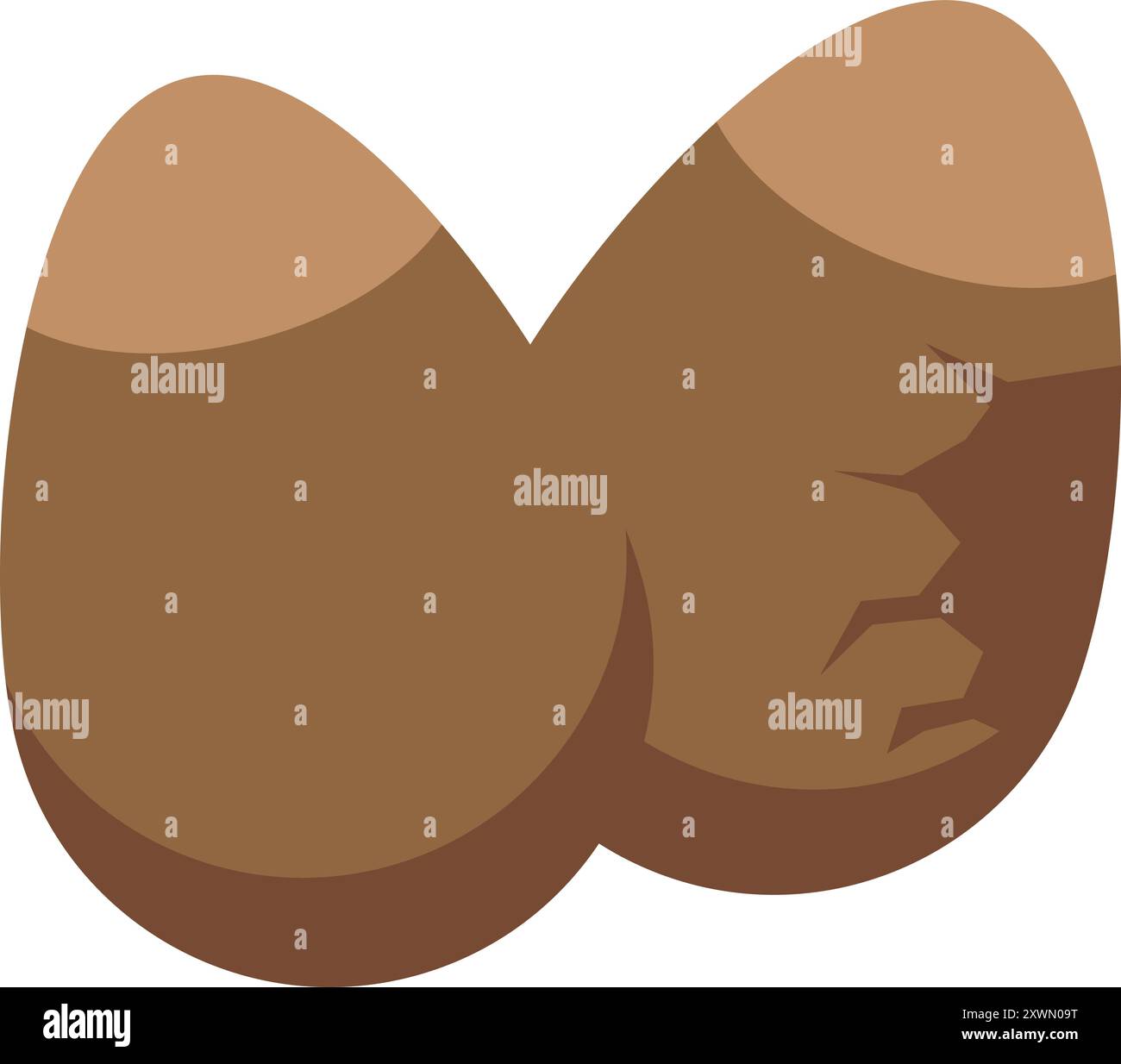 Two whole cocoa beans showing cracked shell detail on white background ...