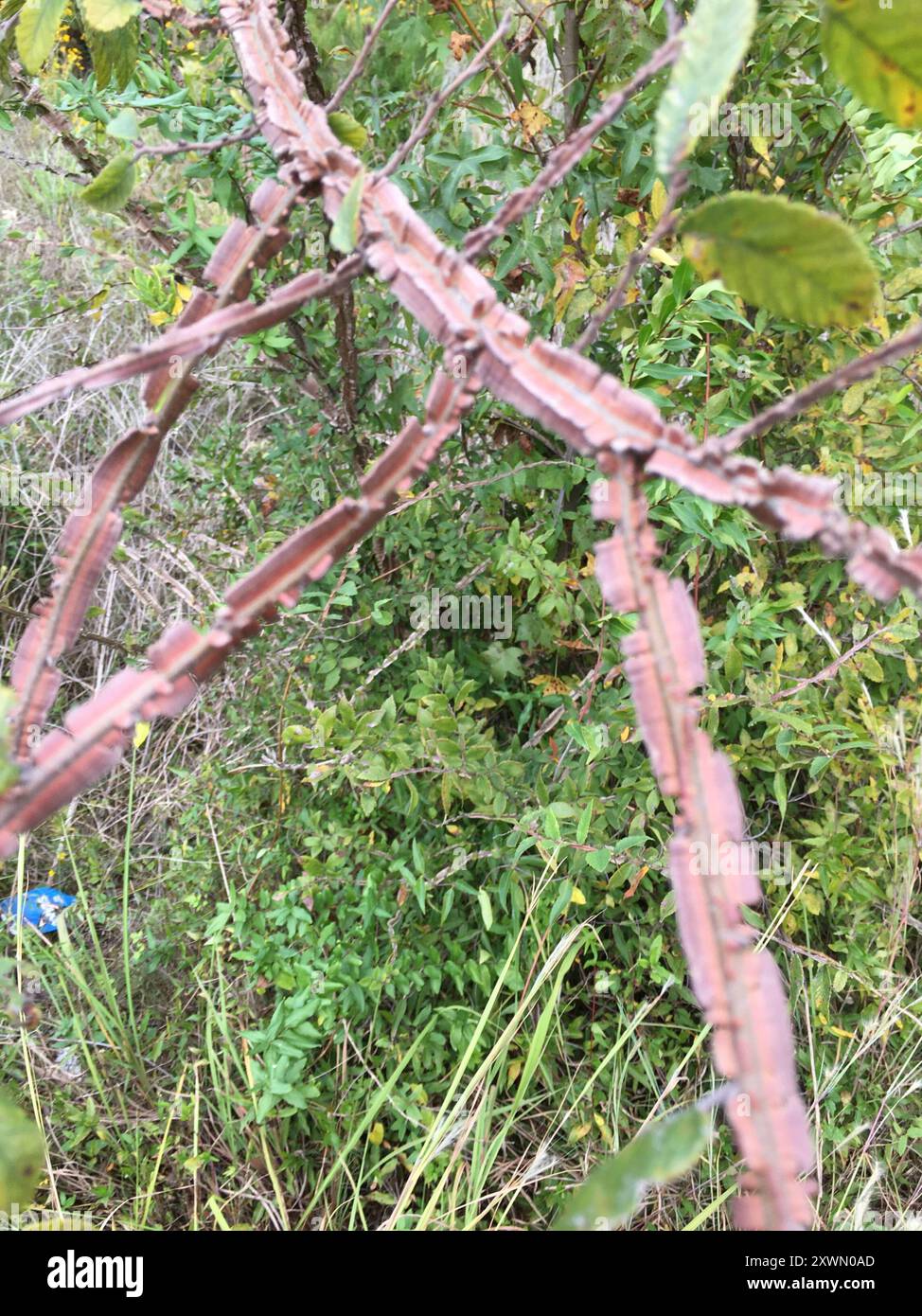 Winged Elm (Ulmus alata) Plantae Stock Photo - Alamy