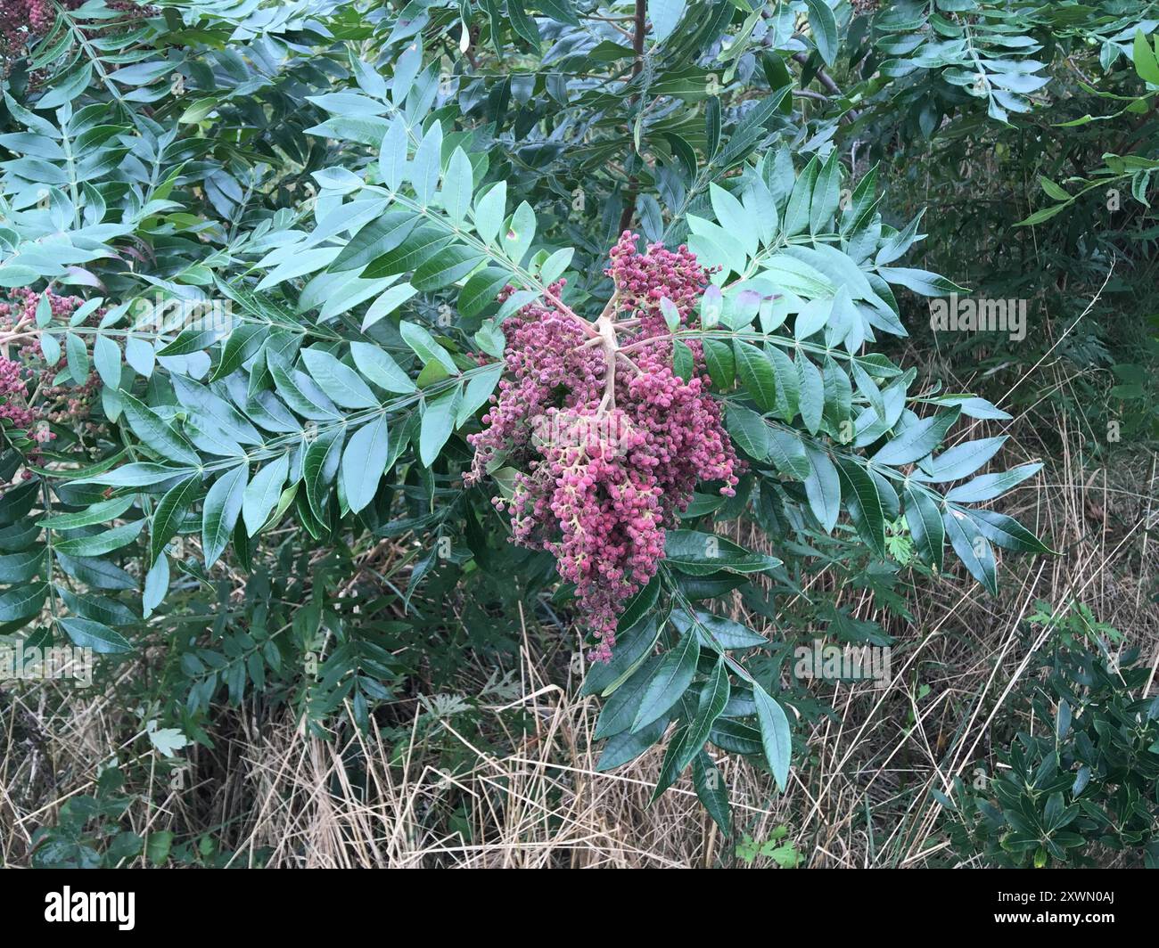 shining sumac (Rhus copallinum) Plantae Stock Photo - Alamy