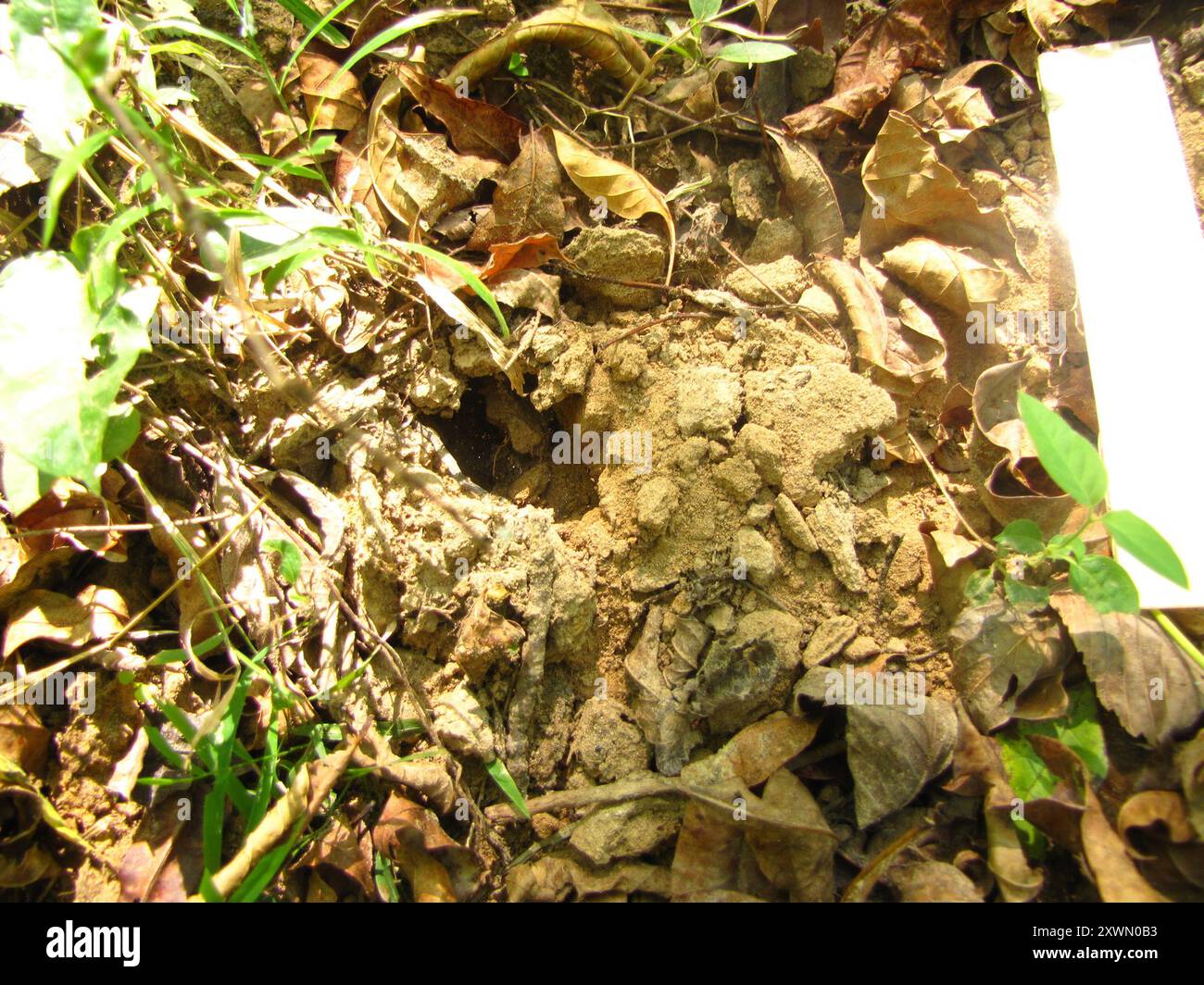 Eastern Mole (Scalopus aquaticus) Mammalia Stock Photo - Alamy
